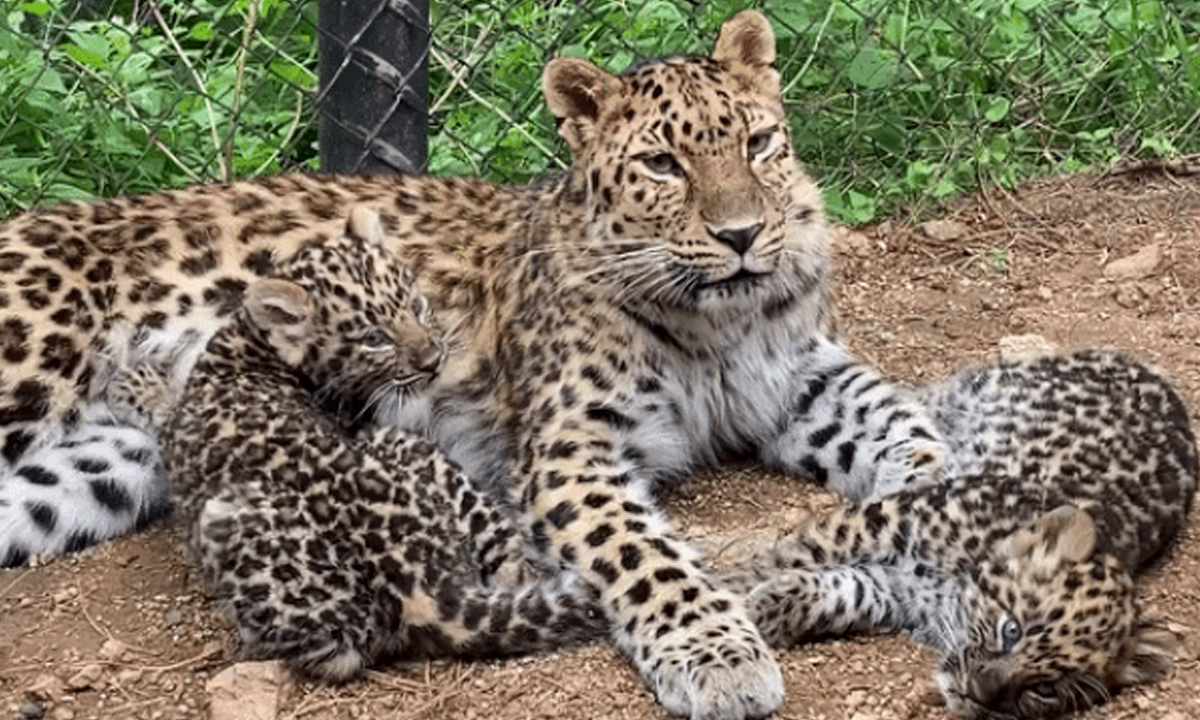 CUTE CUBS SPOTTED! Baby Leopards Cuddle with Mom at Cheyenne Mountain Zoo,