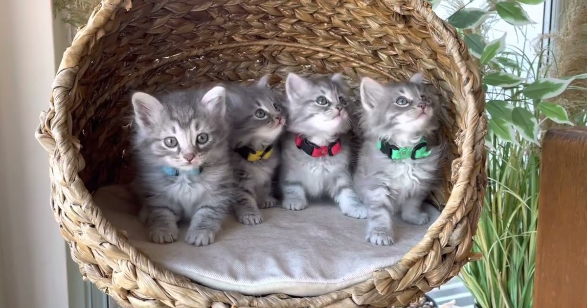 4 kittens observing a toy