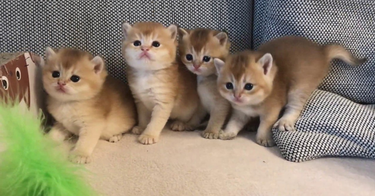 Beautiful Golden kittens (video)