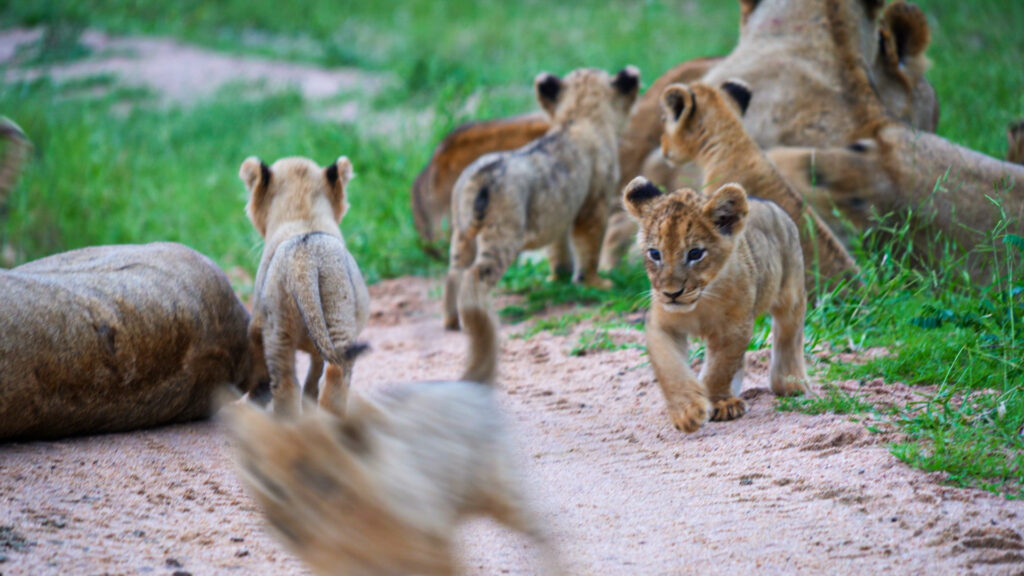Playtime Chaos: Lion Cubs in a Fierce Play-Fight | Incredible Wildlife ...