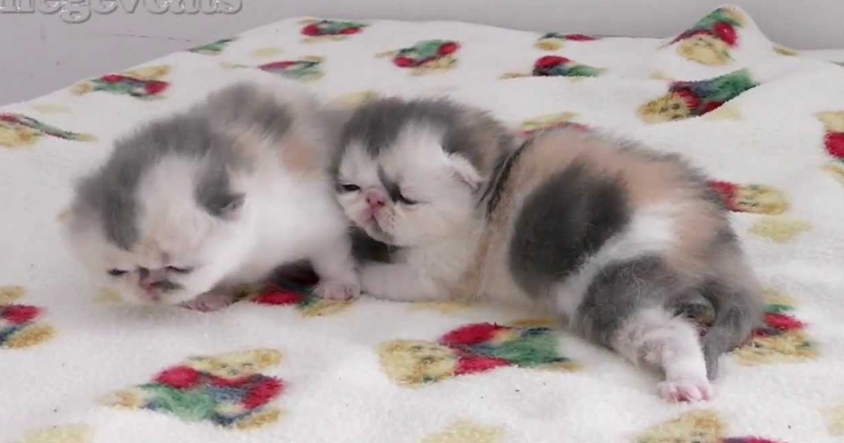 cute little kittens 2 weeks old