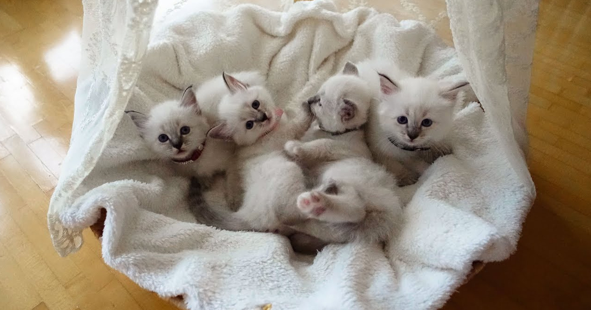 Unsere 4 Heilige Birma Kitten Saia, Becky, Tyra & Cassy (click to watch ...