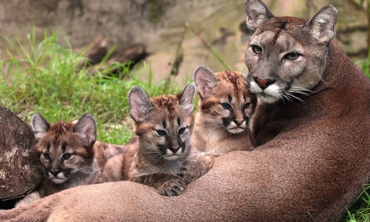 Puma Kittens at Exmoor Zoo,