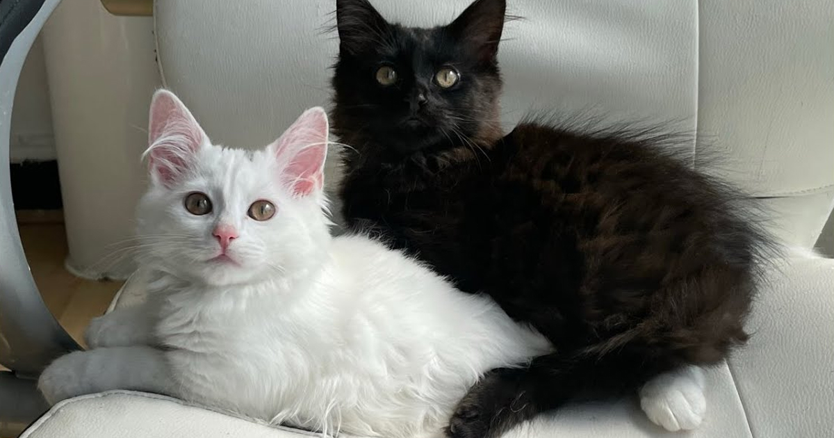 Turkish Angora x Russian Blue mix kittens