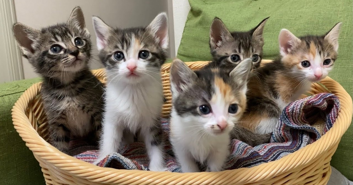 Cute Japanese kittens (click to watch video)