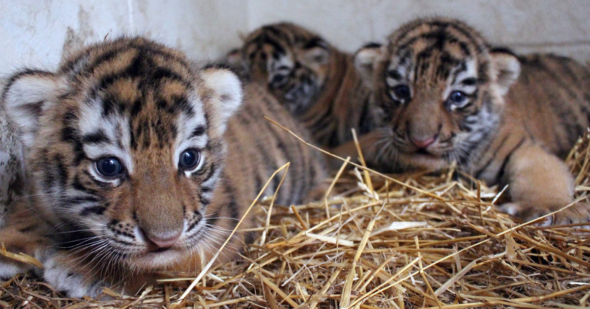 cute tiger cubs play full,