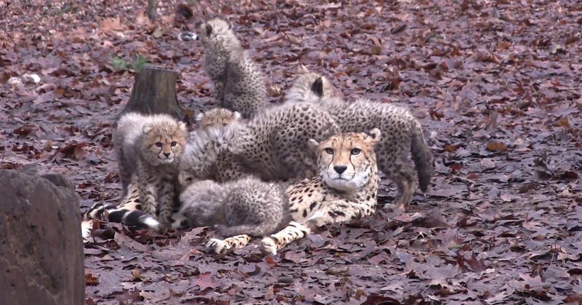 Six Cheetah Cubs