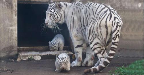 Four white tigers born in captivity in Buenos Aires zoo,