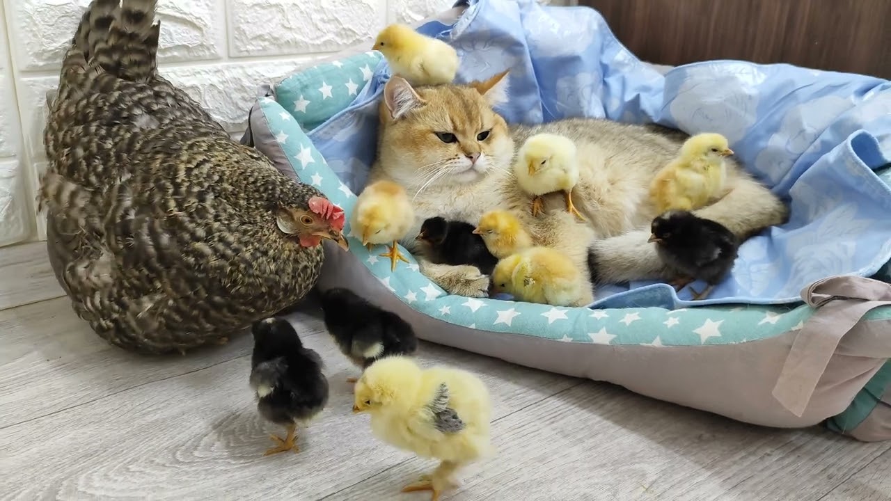 Chicks & Cat Form Adorable Family - Missing This Video is Unimaginable!,
