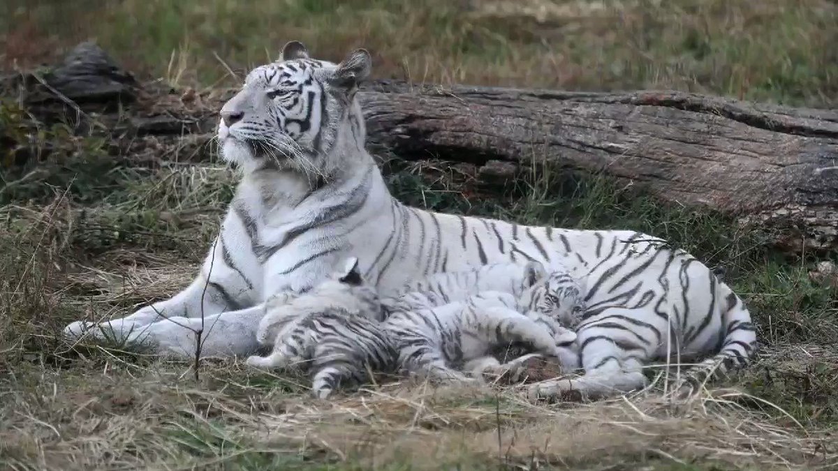 beautiful baby white tigers