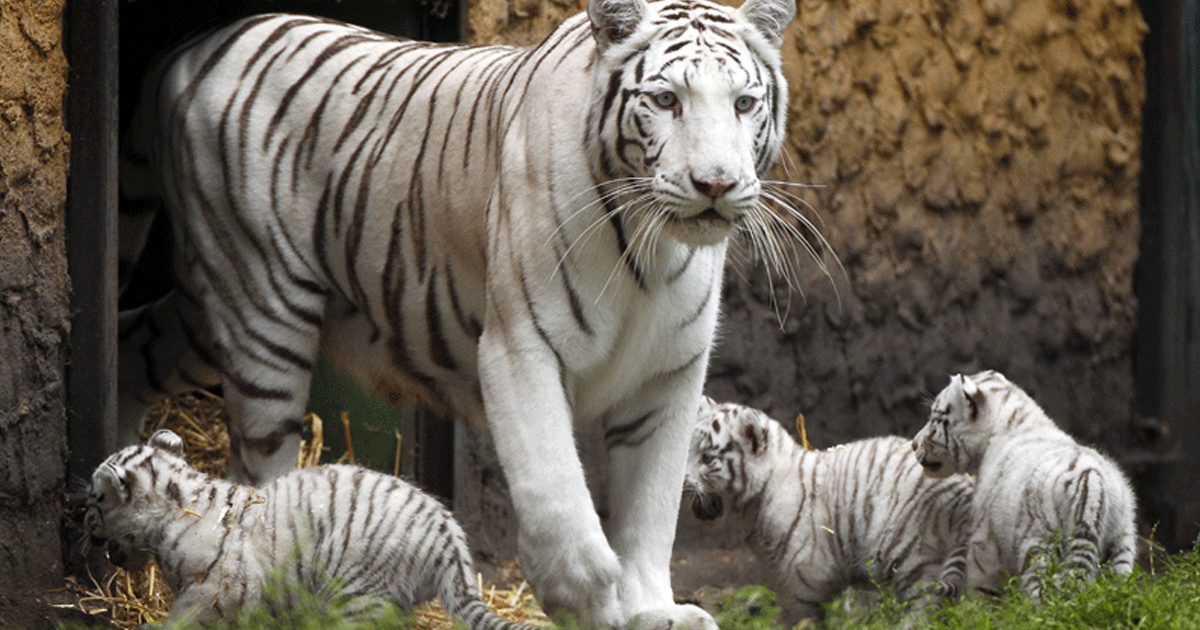 Life at the zoo | Incredibly cute footage of a white tigress with three ...
