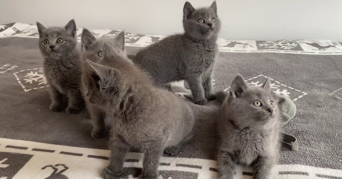 Chartreux kittens time playing (video)
