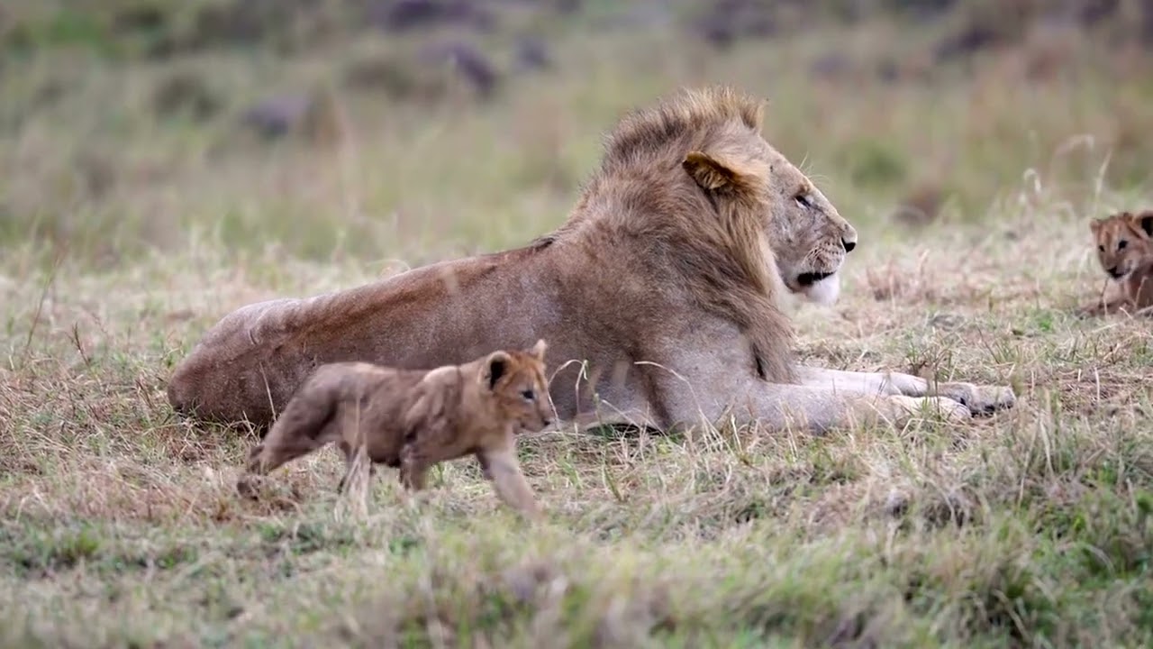Lion Cubs Behold the Cuteness of Cub Cuties,