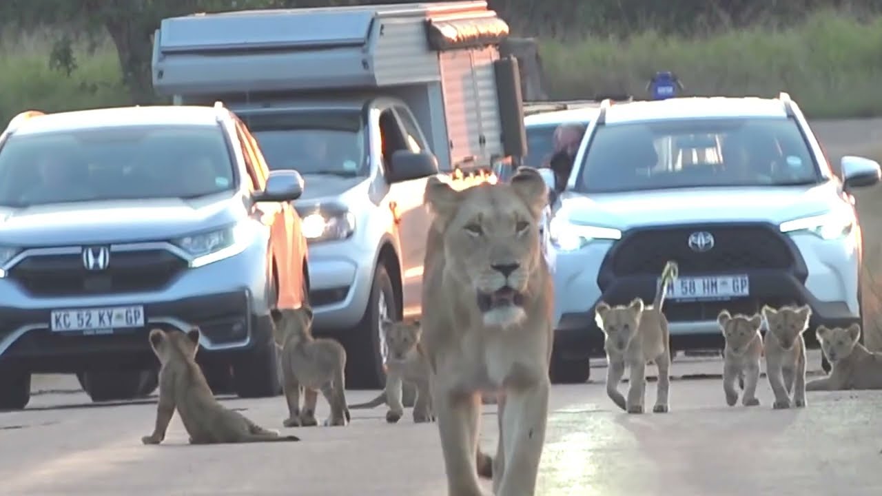 Adorable Lion Cubs Cause Traffic Jam! | Heartwarming Wildlife Encounter,
