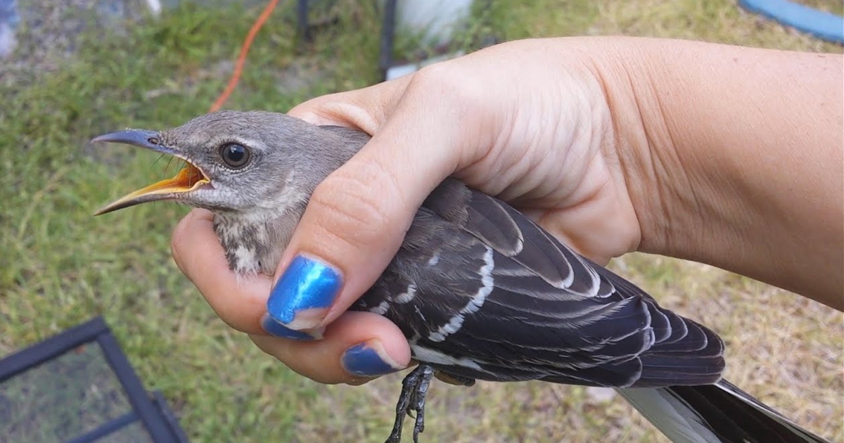 \"How to Catch a Mockingbird\" (or... \"Stupid Bird Catches Self\")