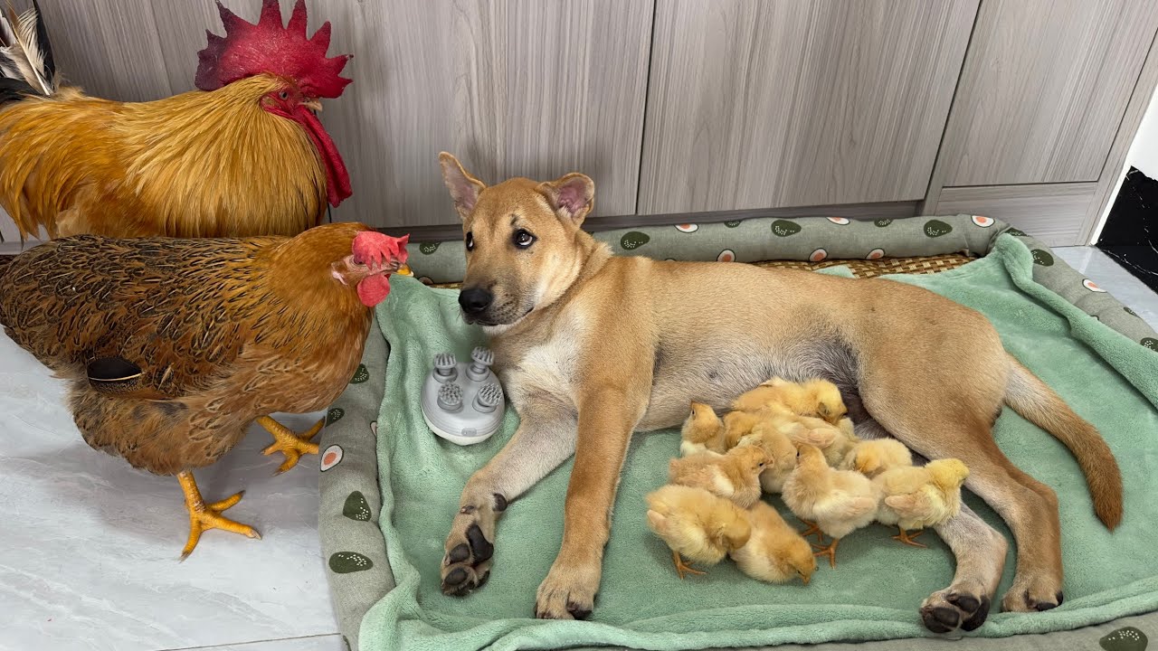 So cute funny!🤣cat and dog took over the custody of the chicks.The ...