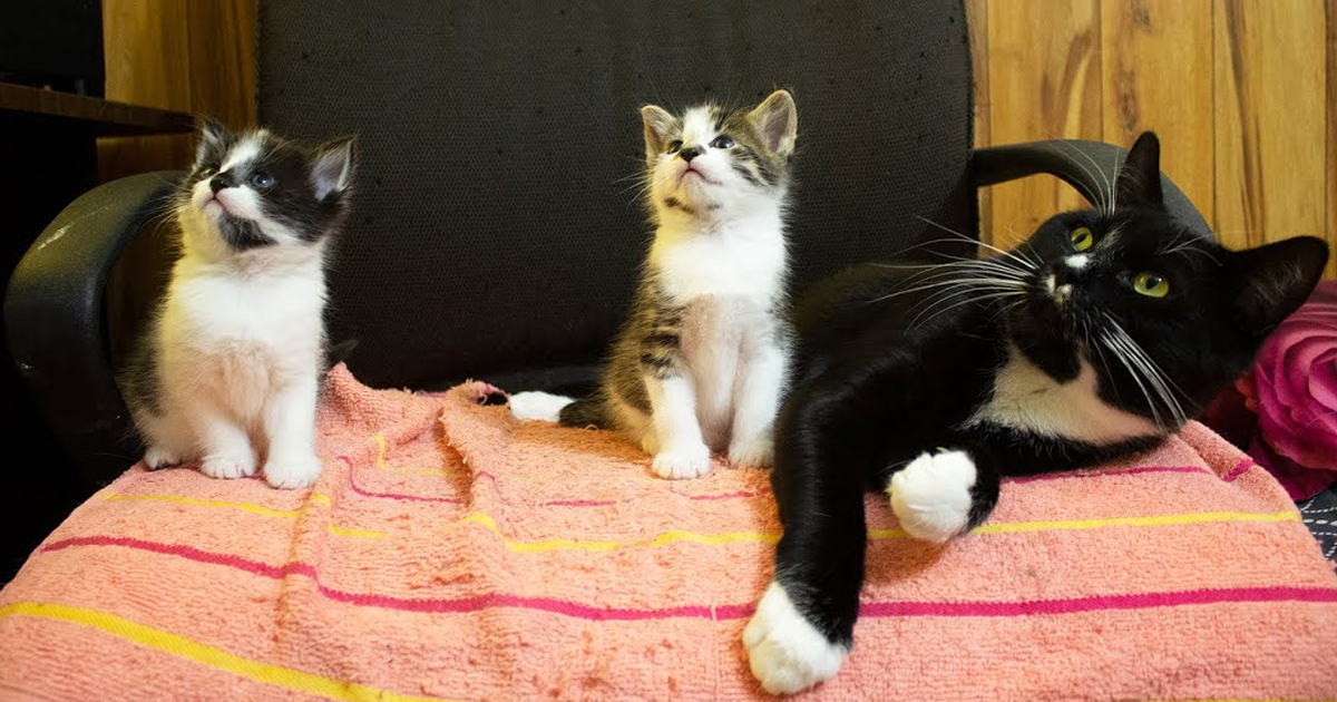 Daddy cat loves babysitting his newborn kittens (video)