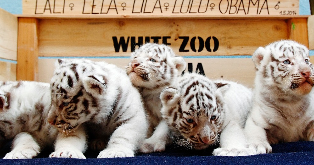 Five white tiger cubs make their public debut