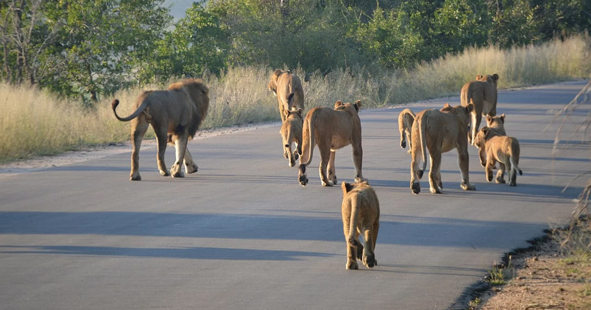 Lionesses with small cubs in Kruger National Park,