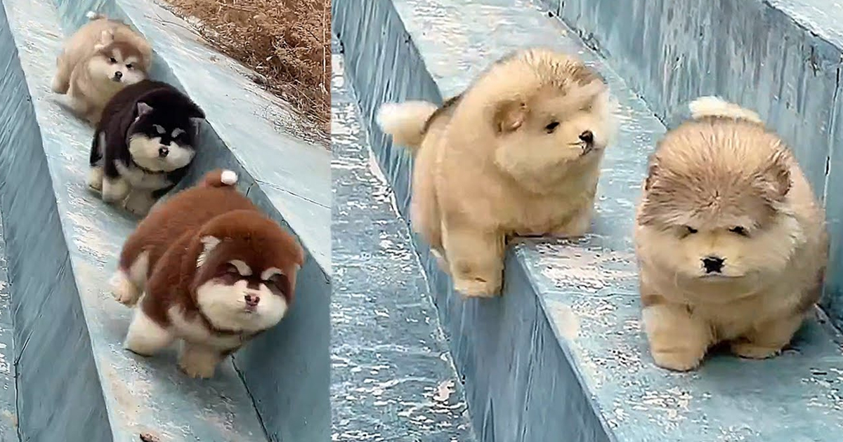 Which puppy is the smartest😂 Funny dog: my legs are too short.