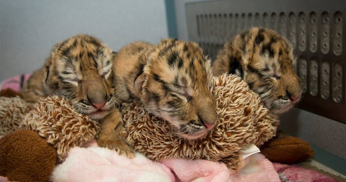 Tiger cub trio born at Columbus Zoo
