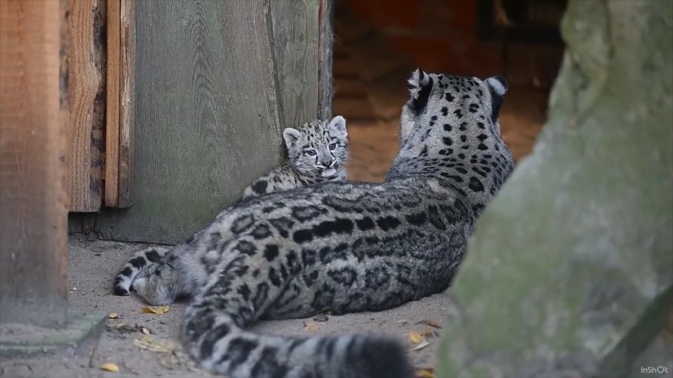 Snow Leopards at play,
