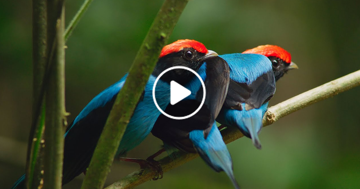 Manakin Birds have ALL Best Dance Moves Seven Worlds, One Planet