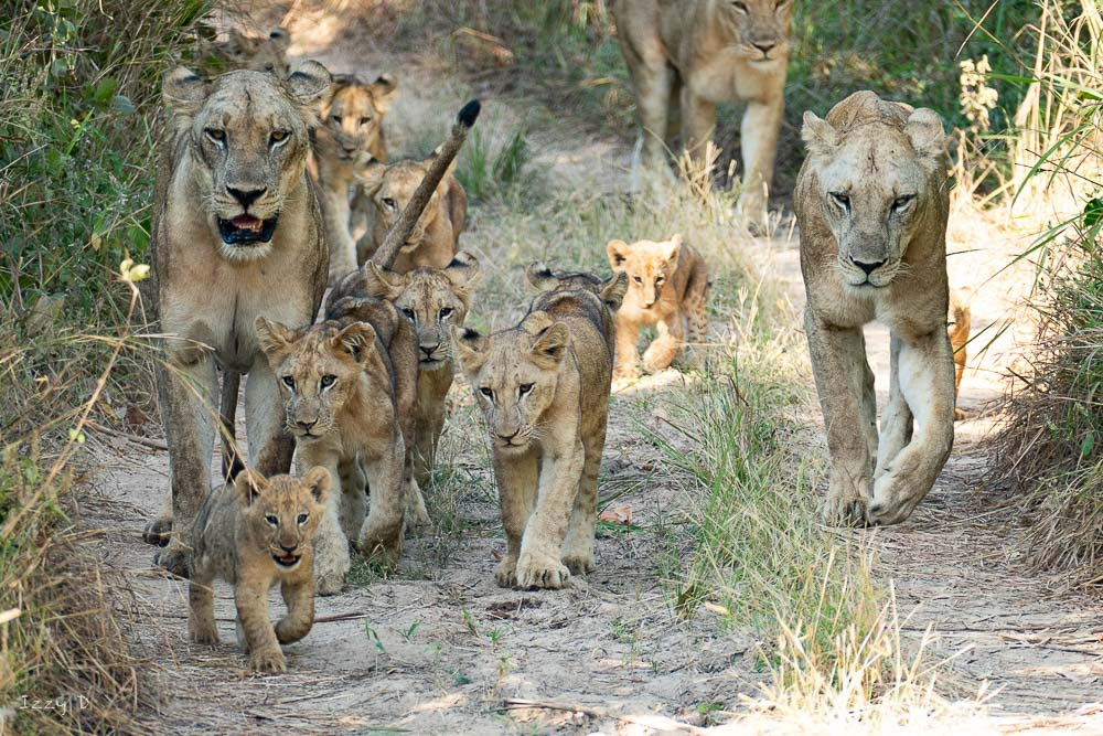 Playtime for the Nkuhuma lion cubs!,