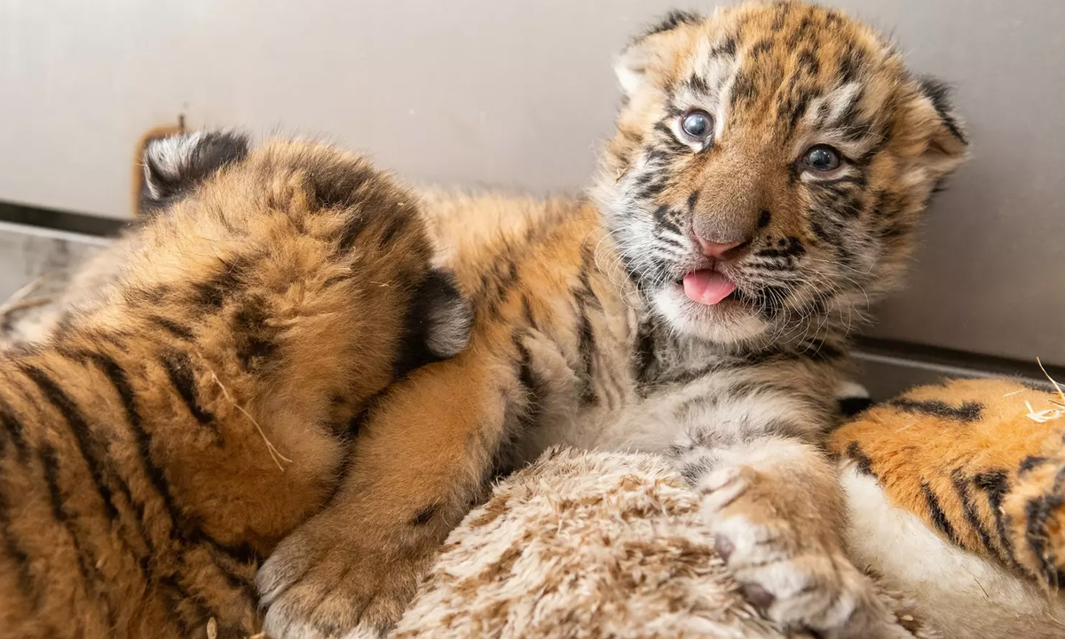 Cleveland Metroparks Zoo Announces Birth of Amur Tiger Cubs,