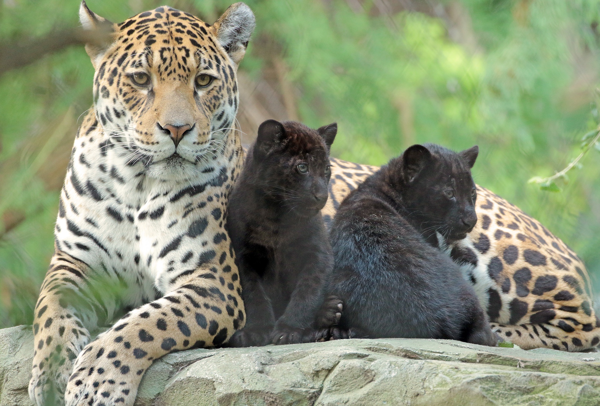 Berlin zoo presents its newborn jaguar cubs