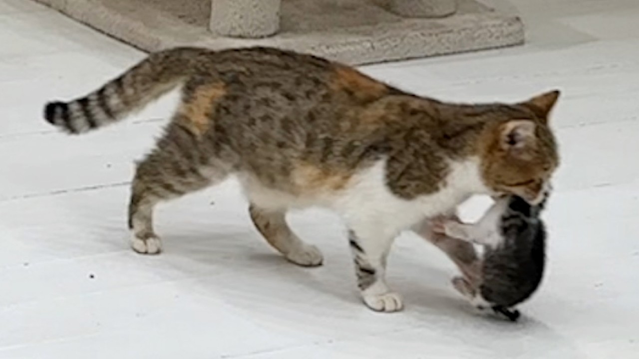 Mother cat carries baby kittens until I see so cute.,