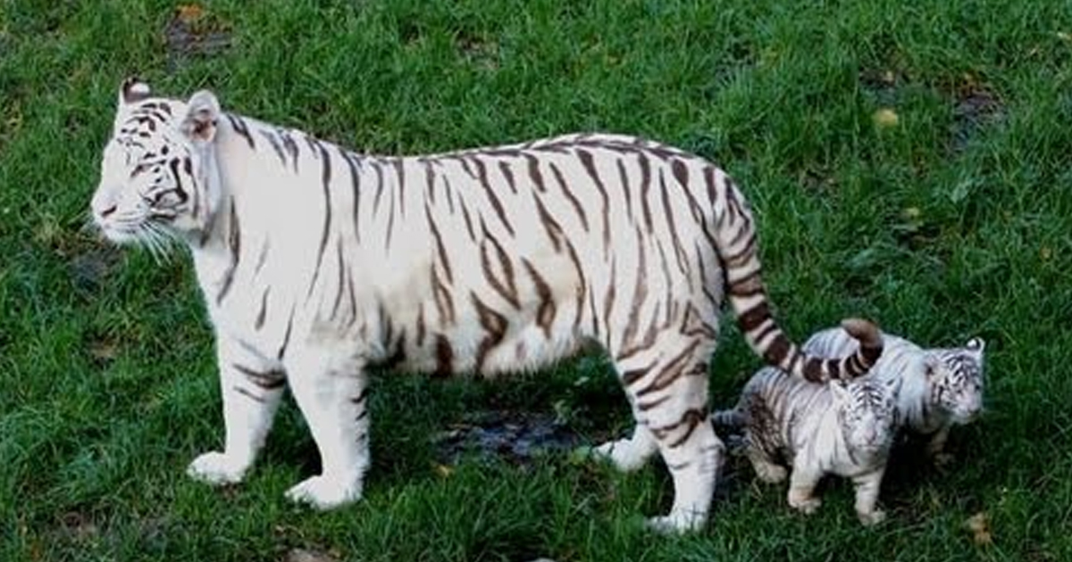 White tiger gives birth to two cubs in French zoo