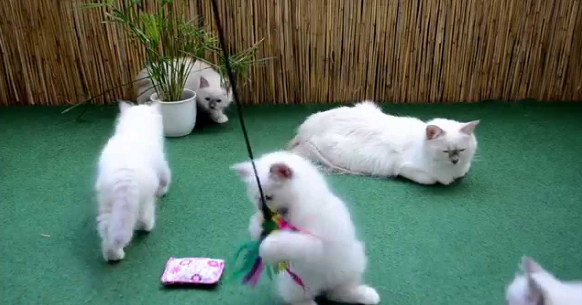 Birma kittens time playing (click to watch video)