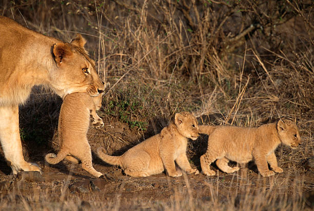 Lioness carrying tiny cubs to a new den,