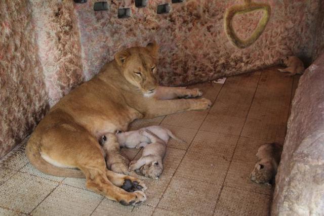 Rare Gray Lion Cubs Born in Crimean Safari Park,