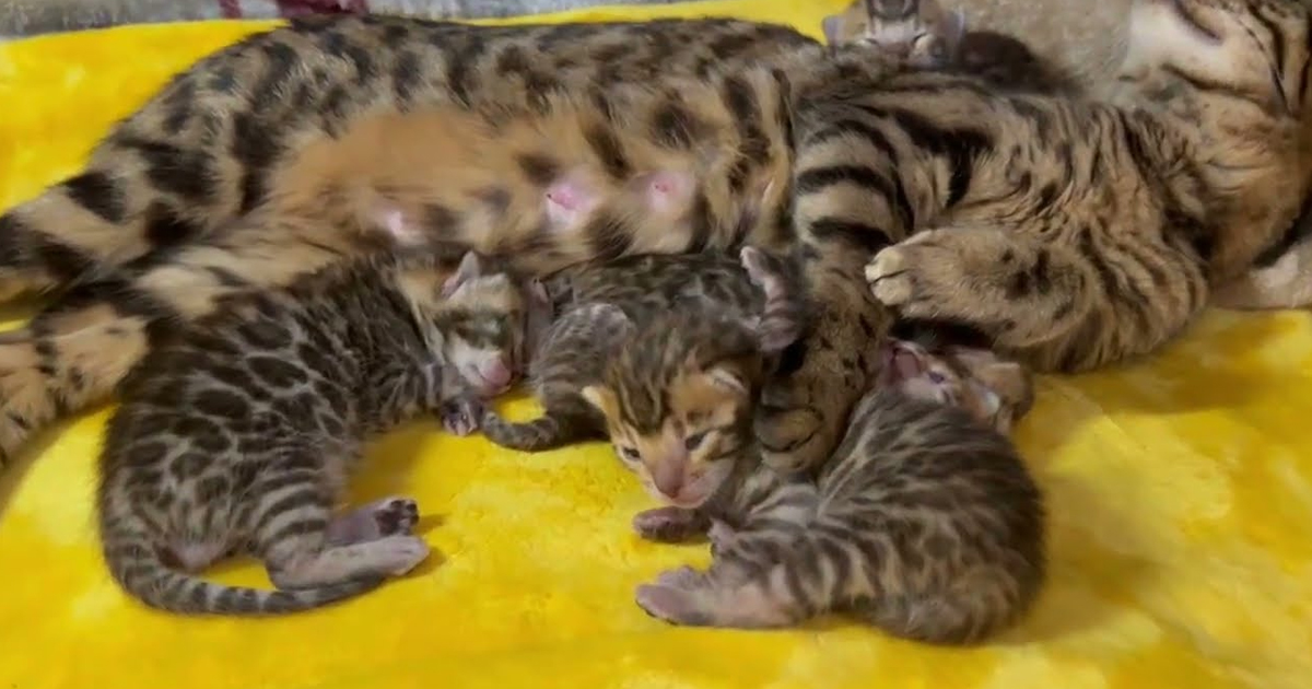 new born Bengal kittens too cute