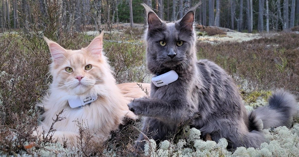 Two Maine Coon Cats on Adventure - Fun in the Forest (VIDEO)