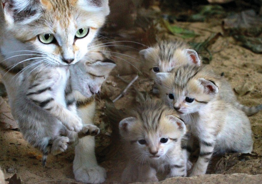 Sand cats - 3 to 25 Days After the Birth,