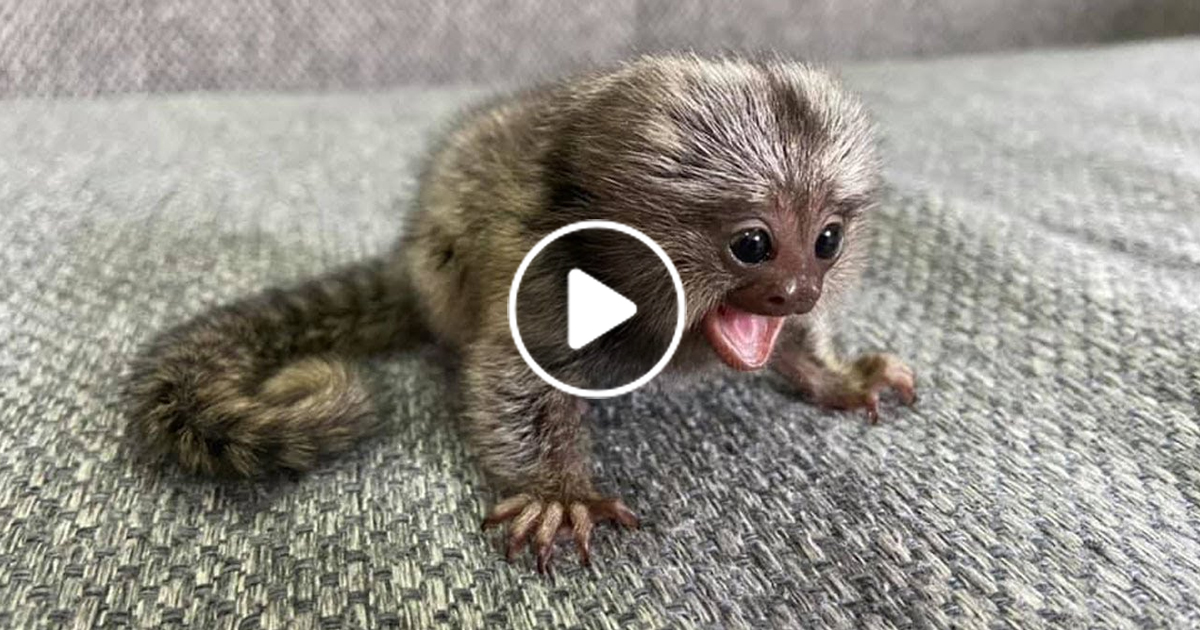 The most cutest marmoset monkey pet