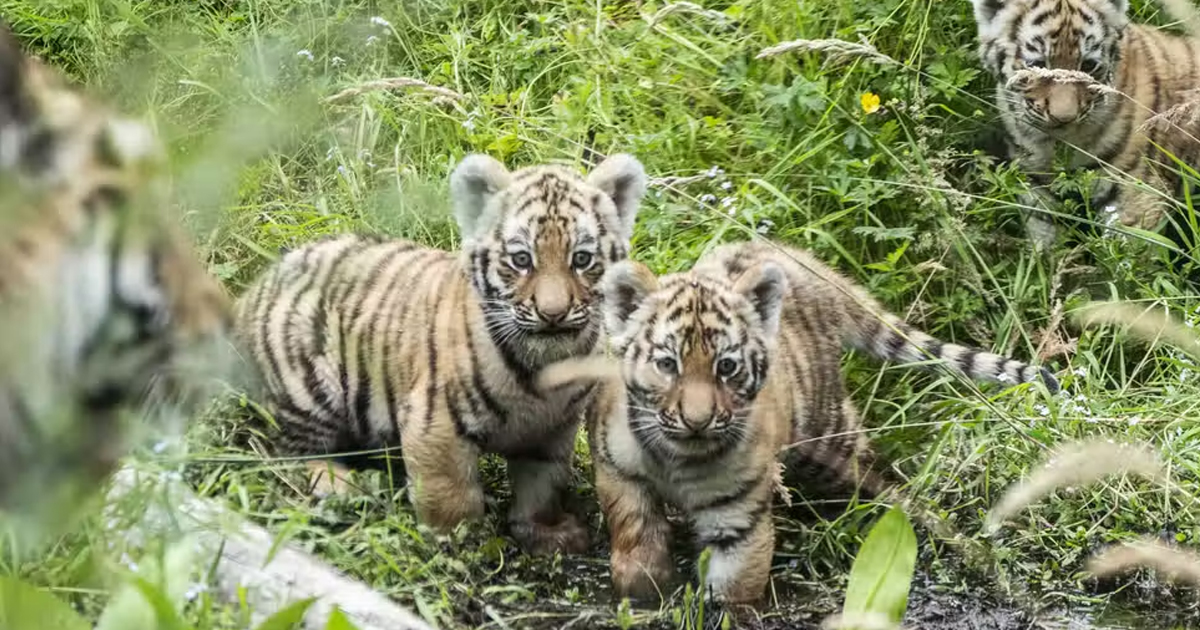 Tiger Cubs - Chilling & Playing,
