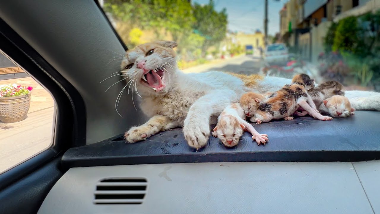 Angry stray cat reacts when i found her newborn kittens | until this ...