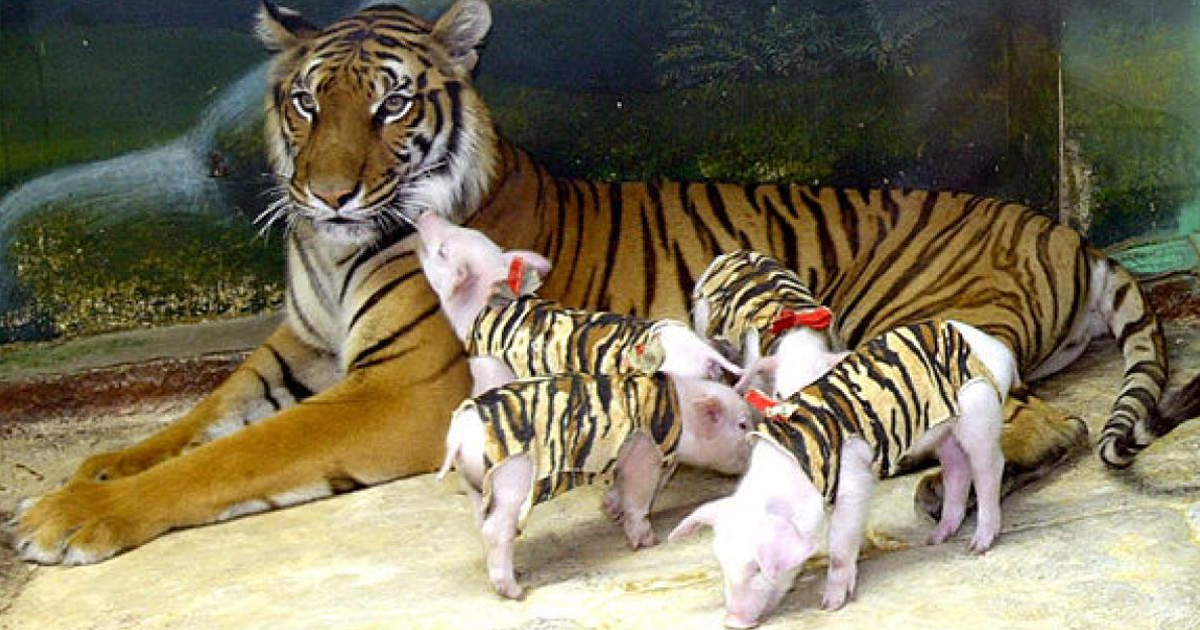 Tiger Raising piglets