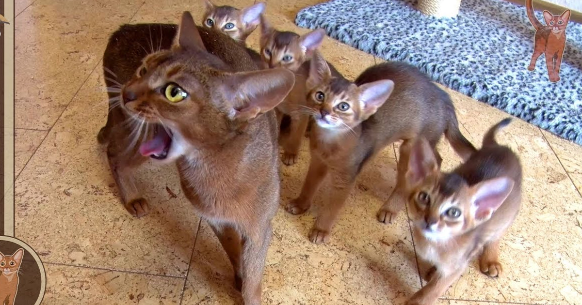 Kittens are fed up and ready to play (video)
