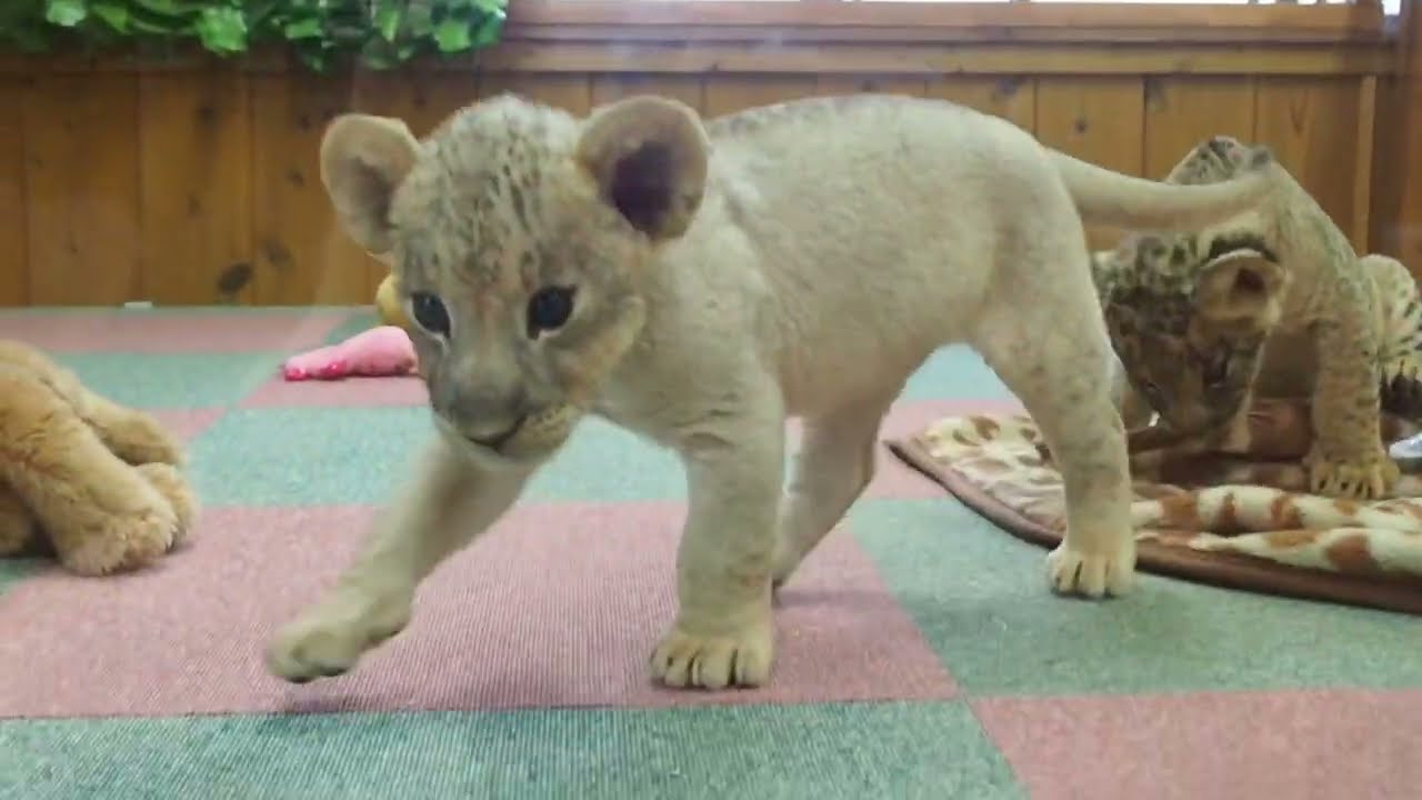 beautiful lion cubs,