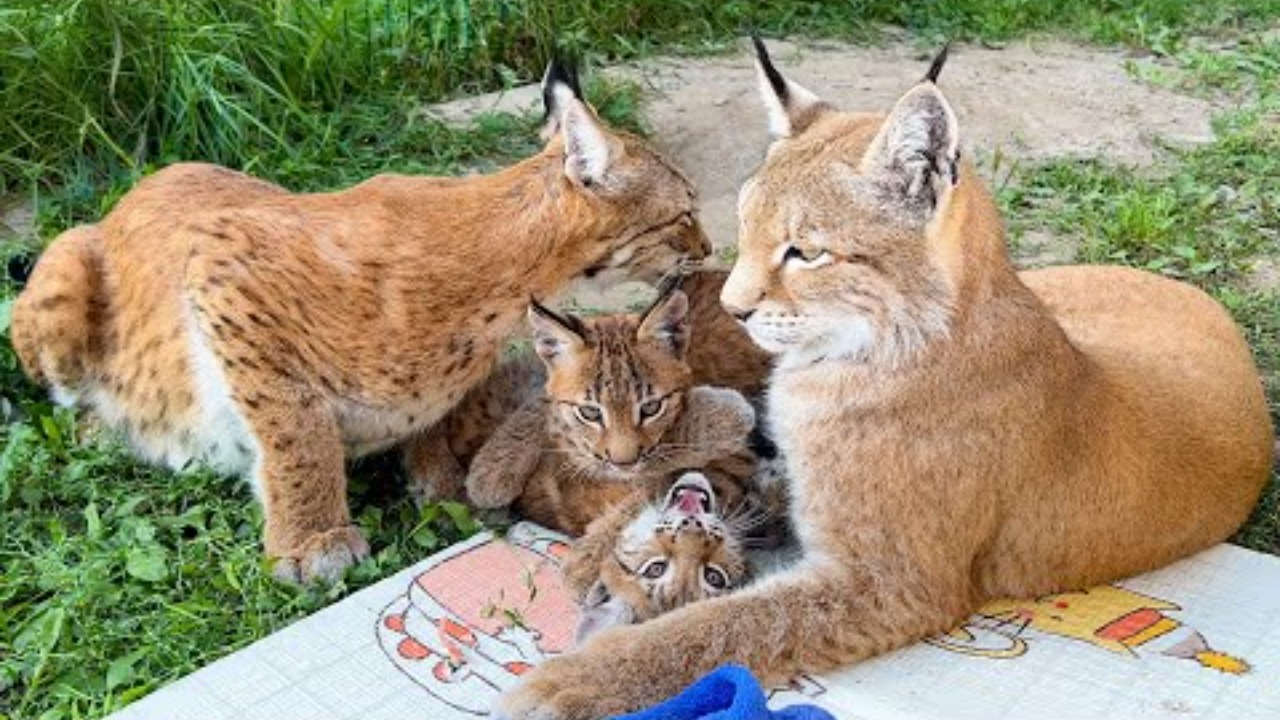 LYNX Umka is raising her KITTEN while I'm training / Sand kitten ...