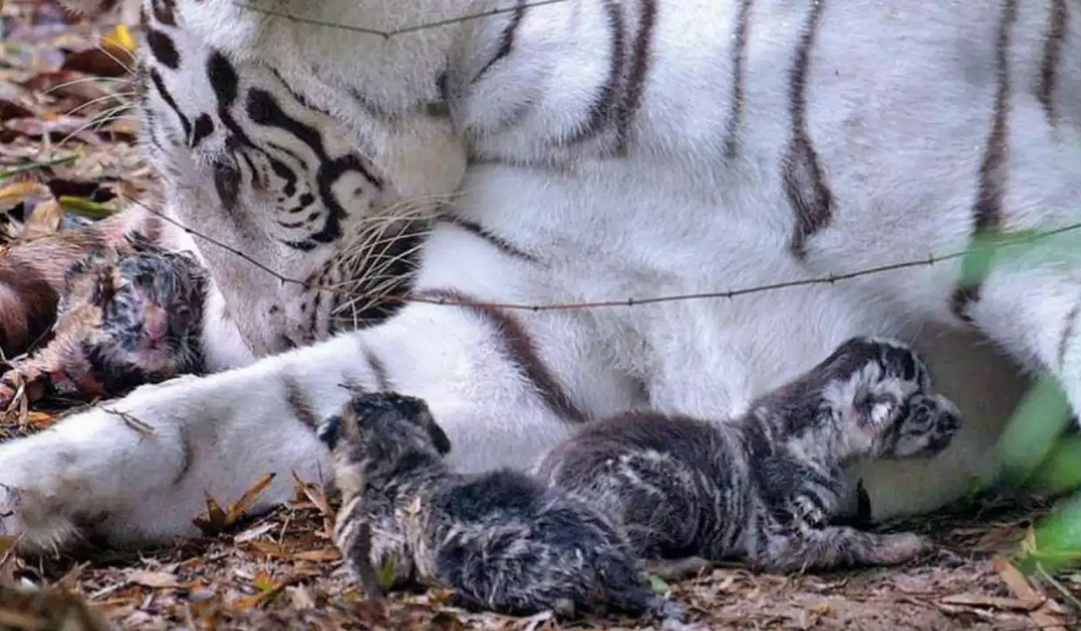 4 White Tiger Cubs born in Ukrainian Zoo,