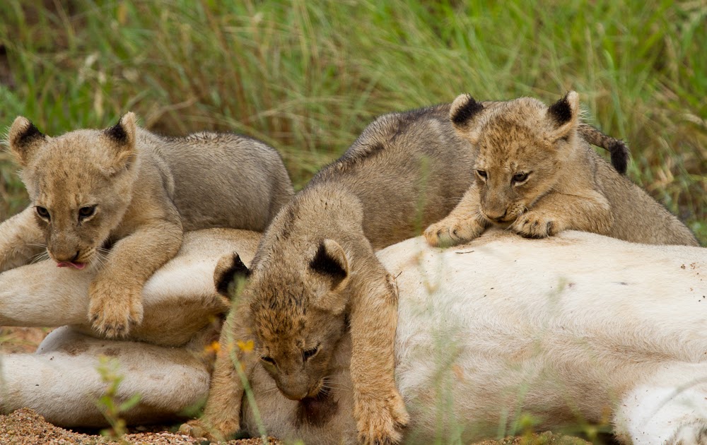 Cute lion cubs in the Kgalagadi,