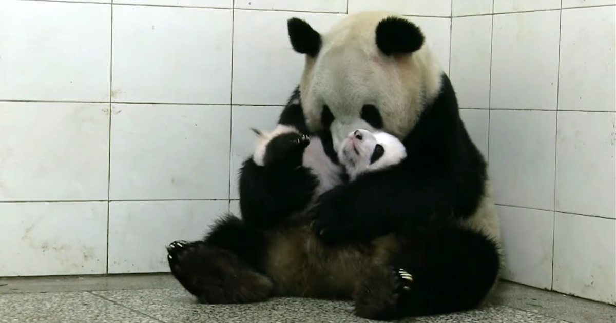 Baby Twin Pandas | Panda Babies