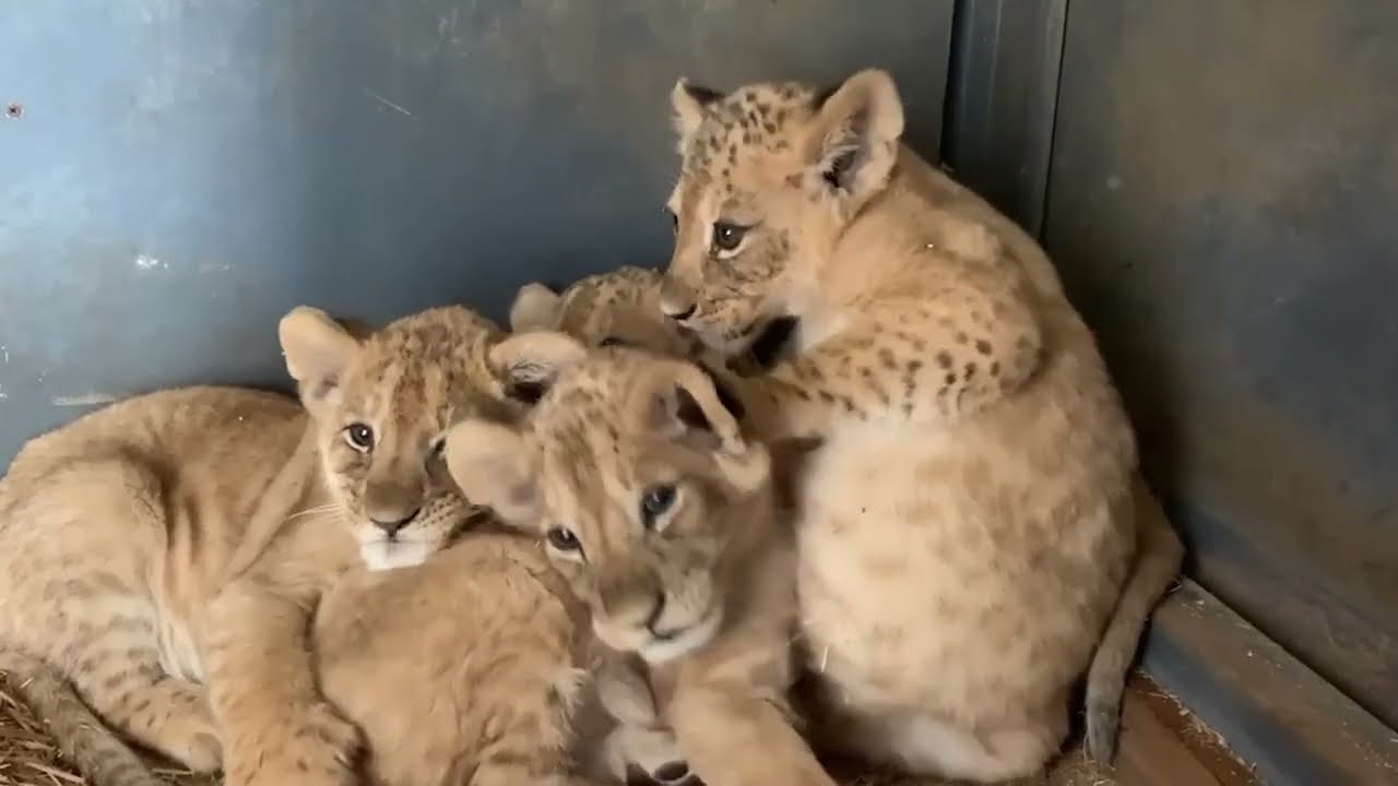 African Lion Cubs First Health Check,
