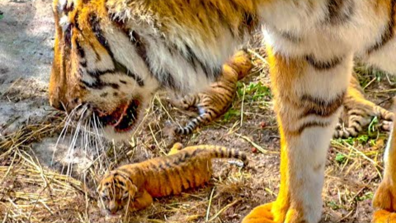 newborn tiger cubs,